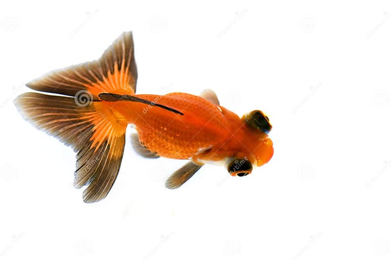 Dragon Eye Goldfish stock photo. Image of pisces, oranda - 4539062