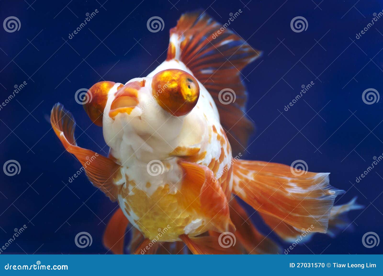 Dragon Eye Goldfish in Fish Tank Stock Photo - Image of carp, golden ...