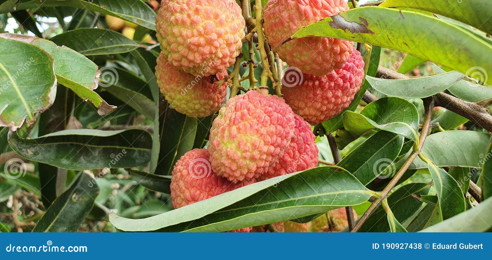 Dragon eye israel stock photo. Image of berry, produce - 190927438