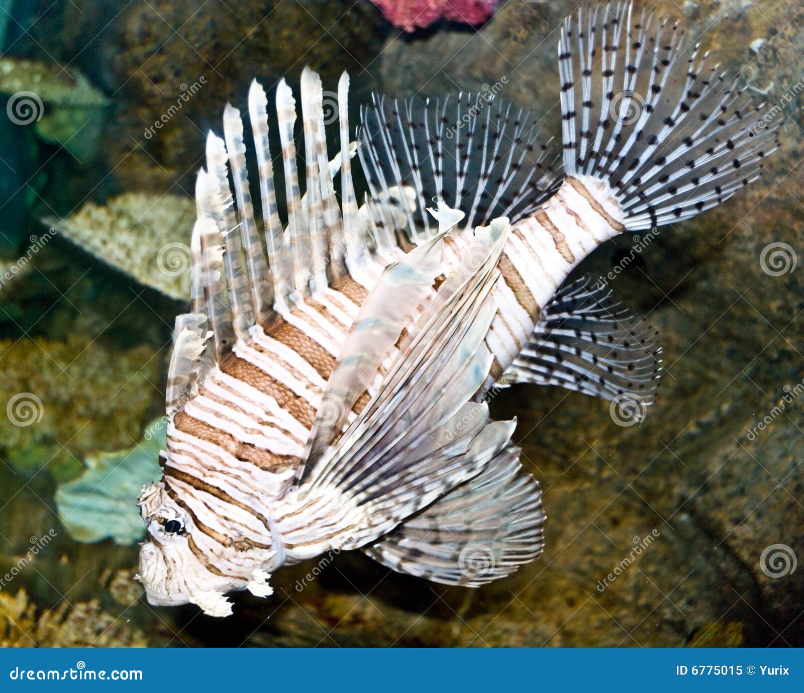 Dragon Fish in the Aquarium Stock Image - Image of spikes, fluorescent ...