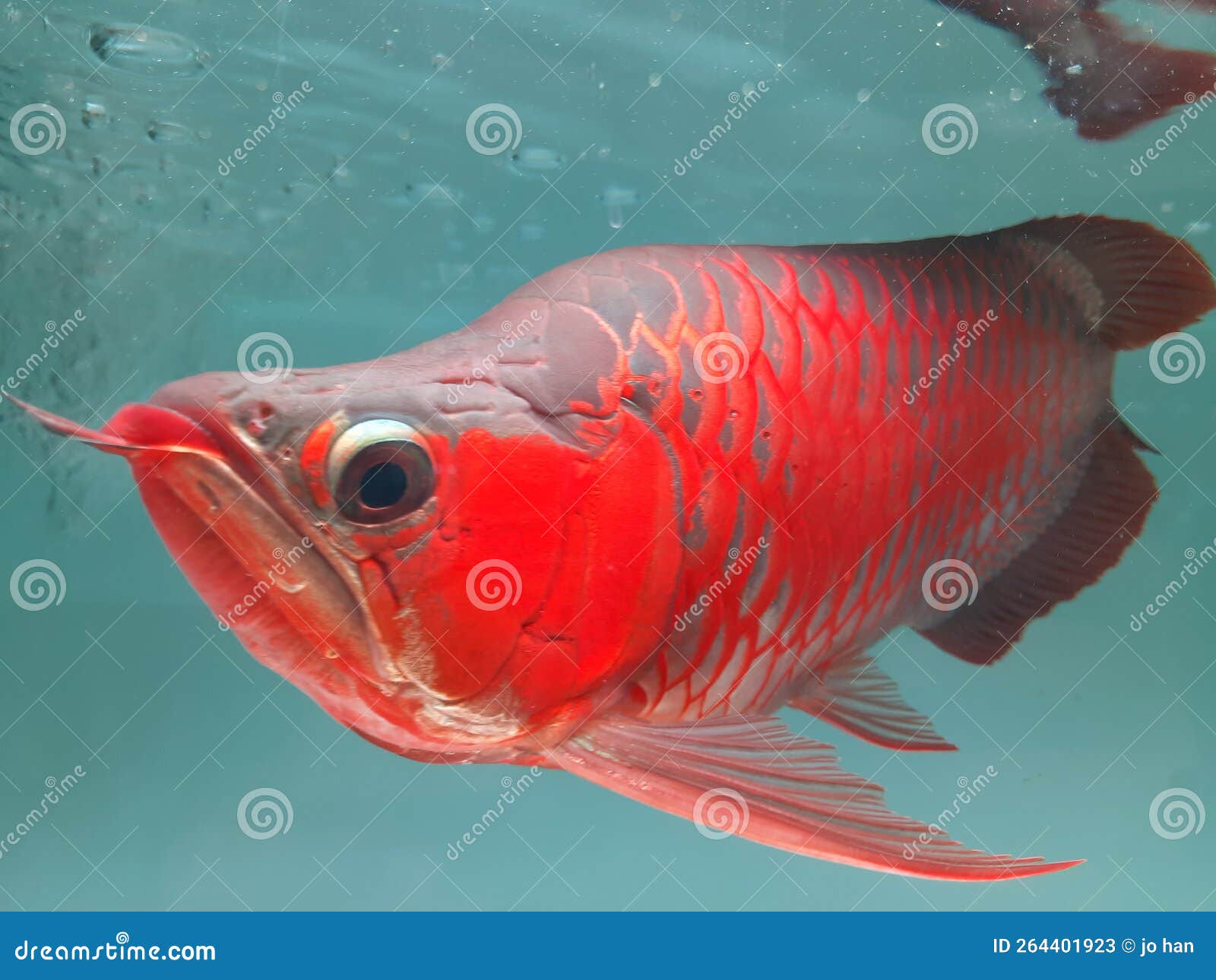 Dragon Fish Arwana when they Look so Red Stock Image - Image of look ...
