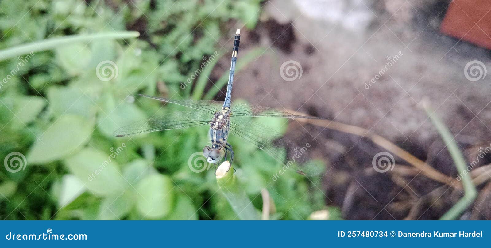 Dragon Flies on Spring Onion Strand. Stock Photo - Image of dragon ...