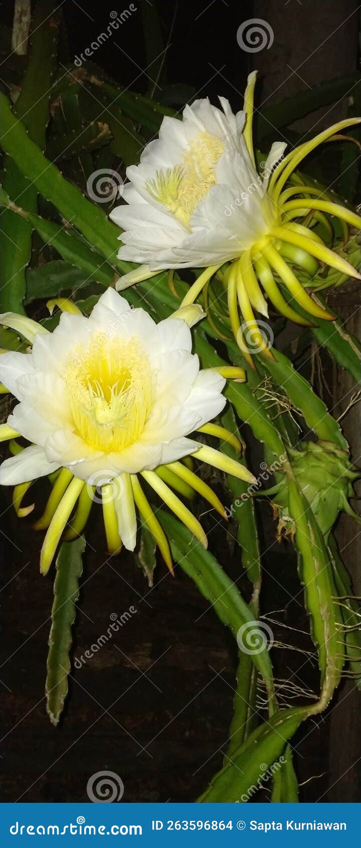 Dragon flower stock photo. Image of plant, tulip, dragon - 263596864