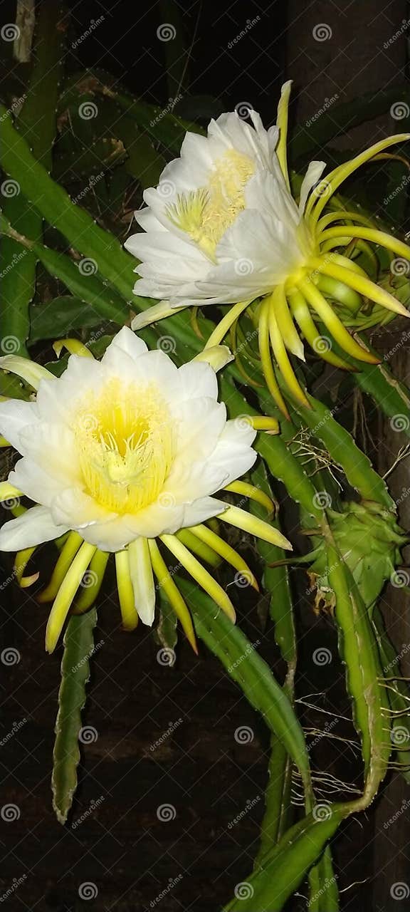 Dragon flower stock photo. Image of plant, tulip, dragon - 263596864