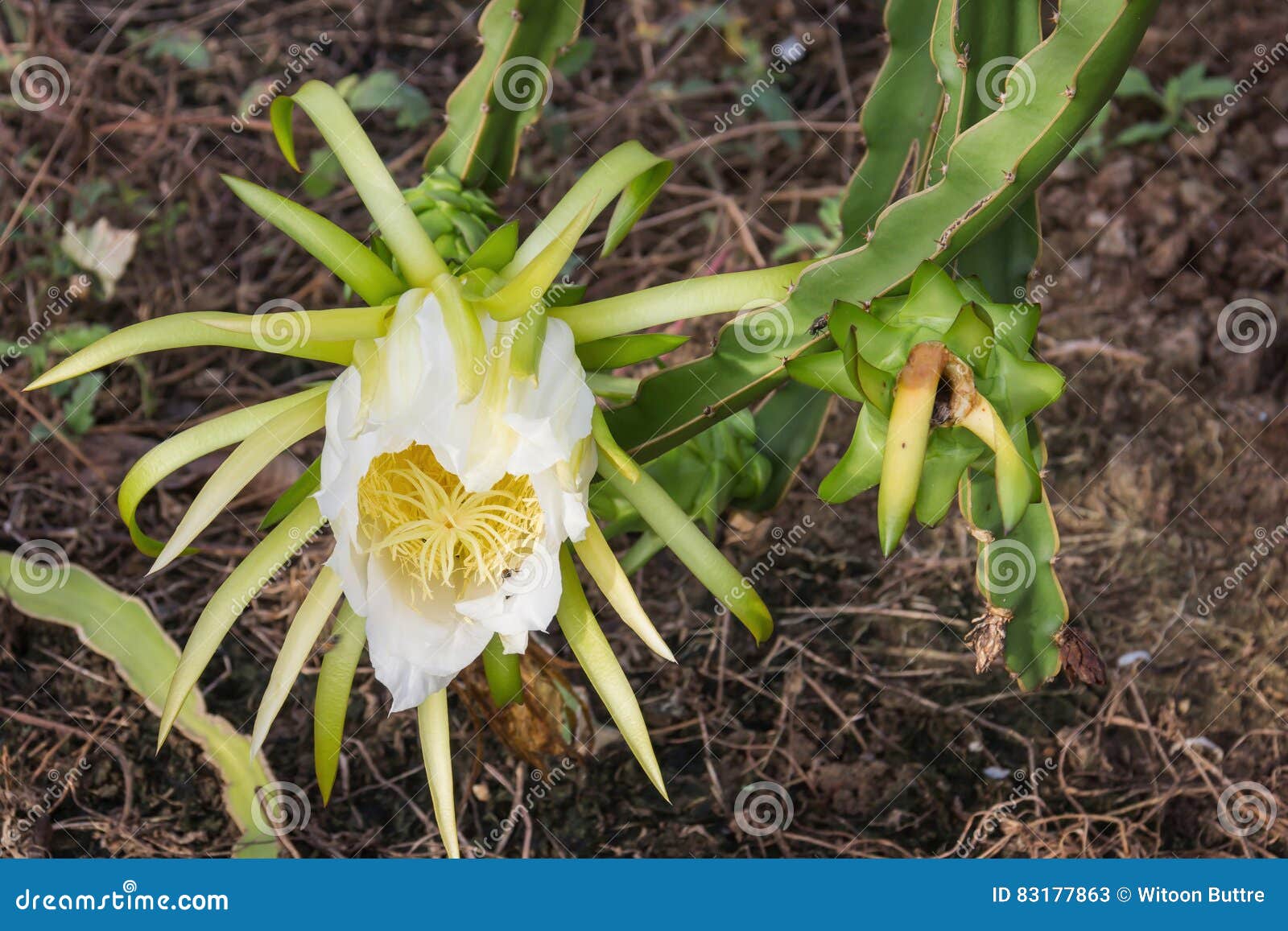 Dragon Flower image stock. Image du botanique, sélecteur - 83177863