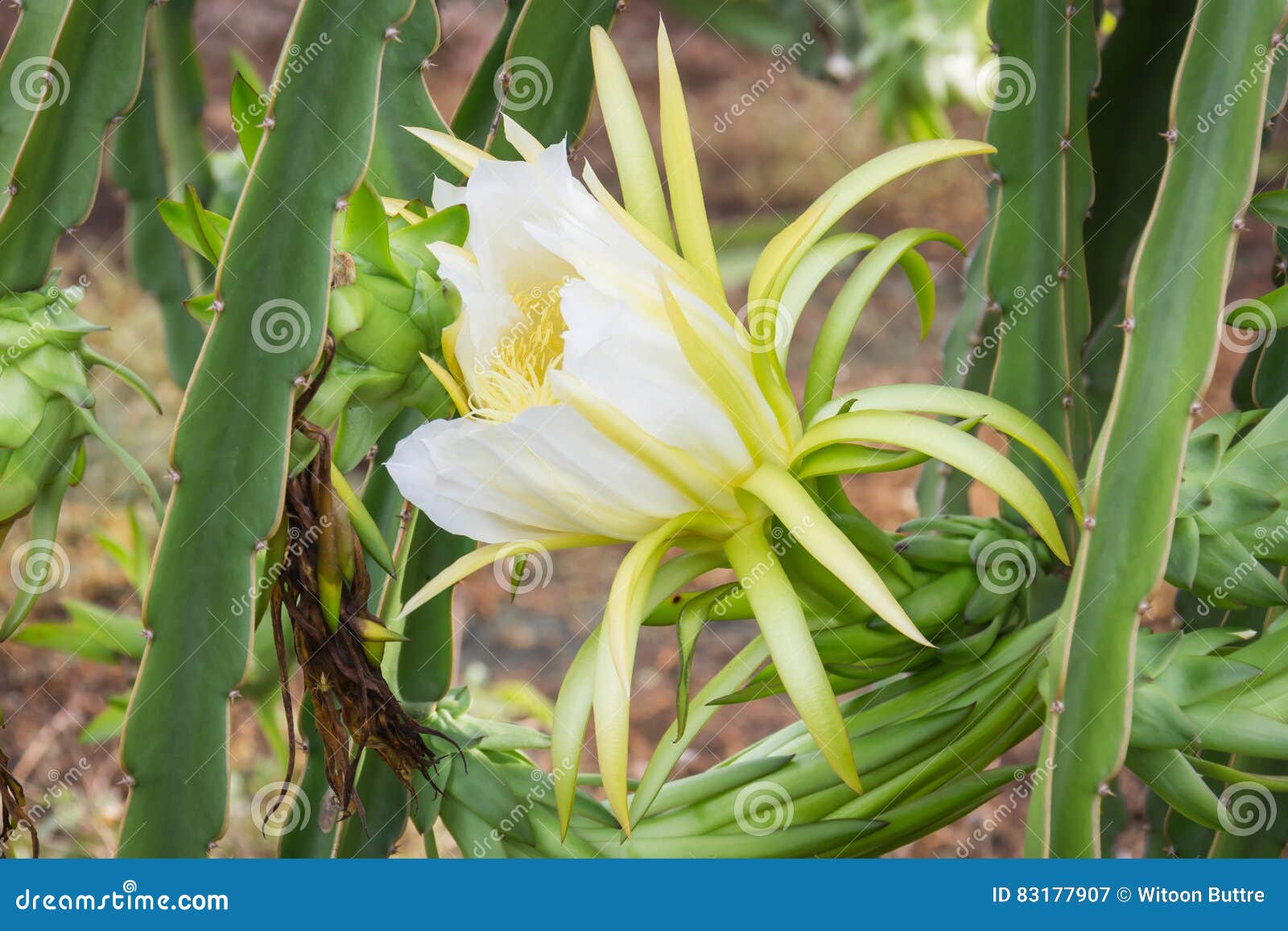 Dragon Flower immagine stock. Immagine di botanica, verde - 83177907