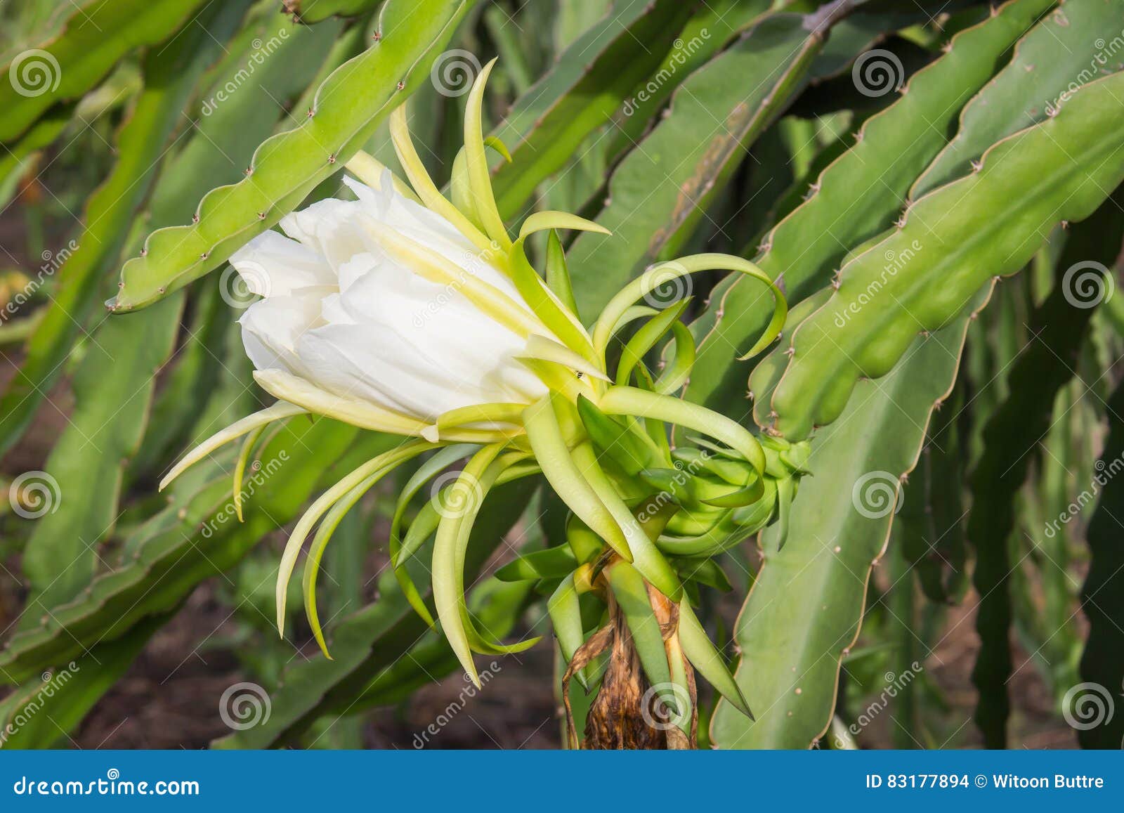Dragon flower stock photo. Image of marco, dragonfruit - 83177894