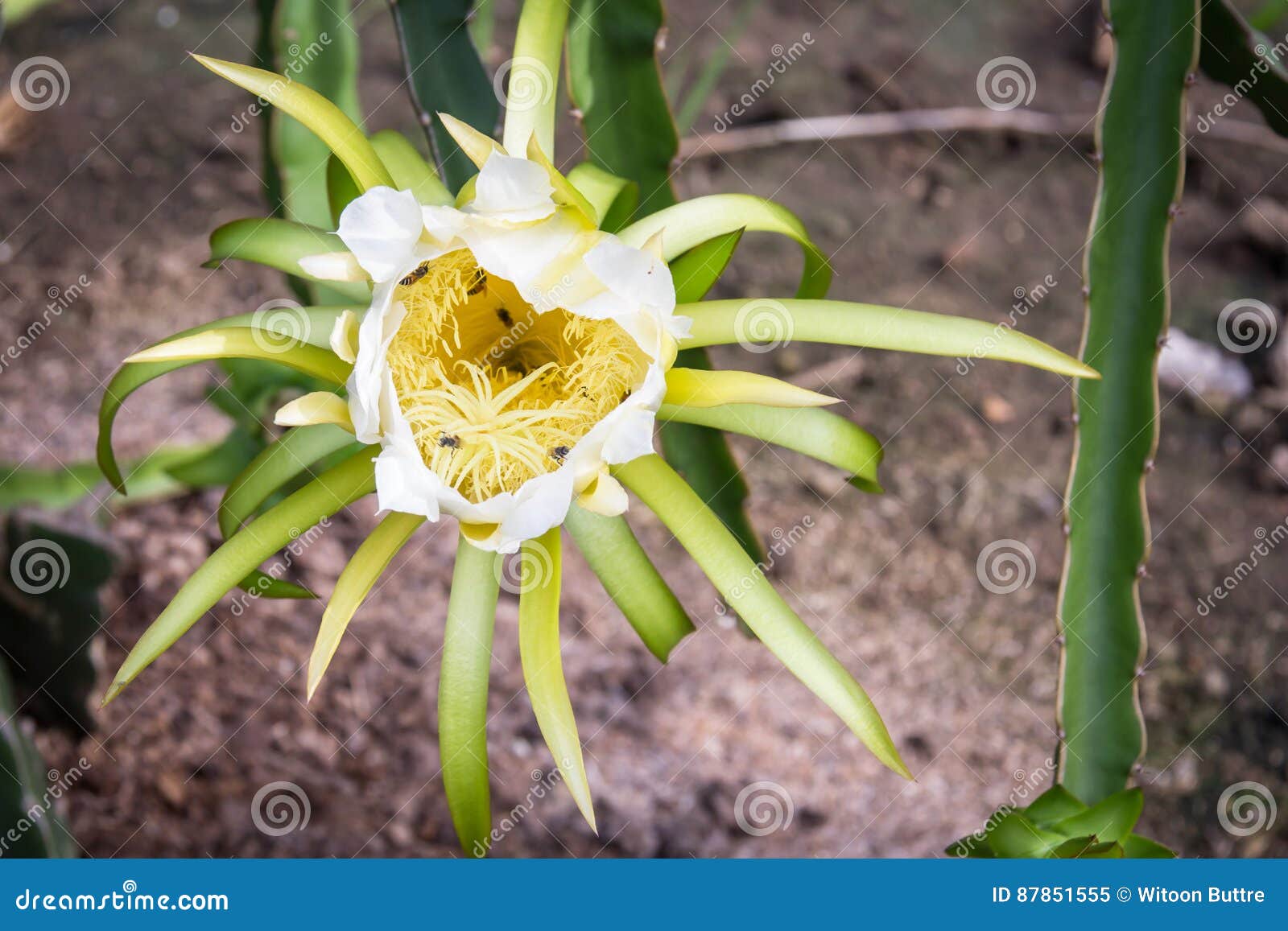 Dragon flower stock image. Image of head, closeup, backgrounds - 87851555