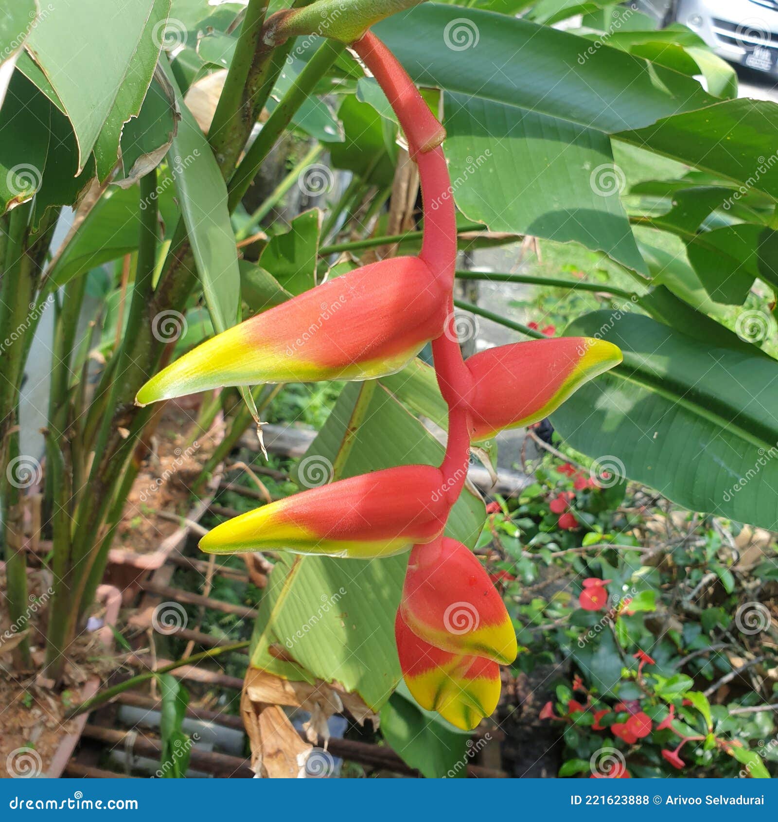 Dragon Flower stock photo. Image of dragon, plant, asia - 221623888