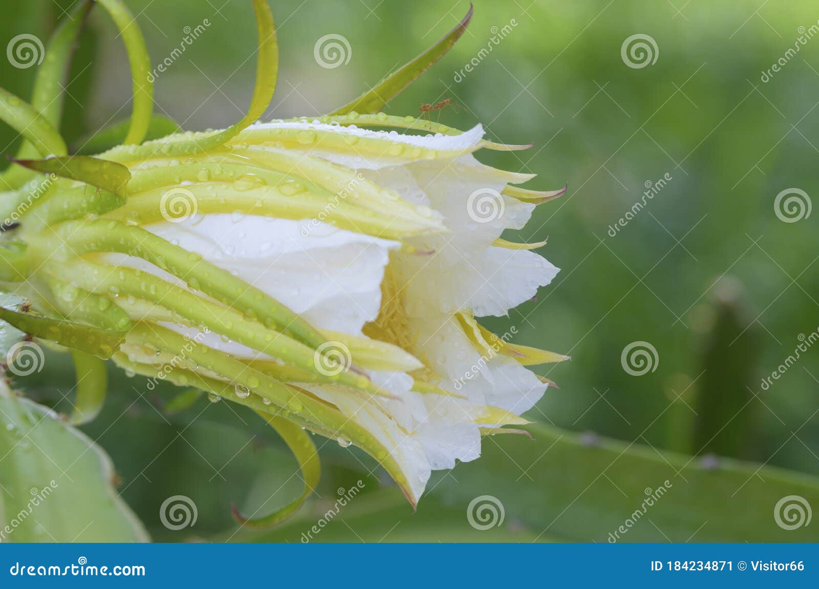 Dragon flower stock image. Image of flower, nature, white - 184234871