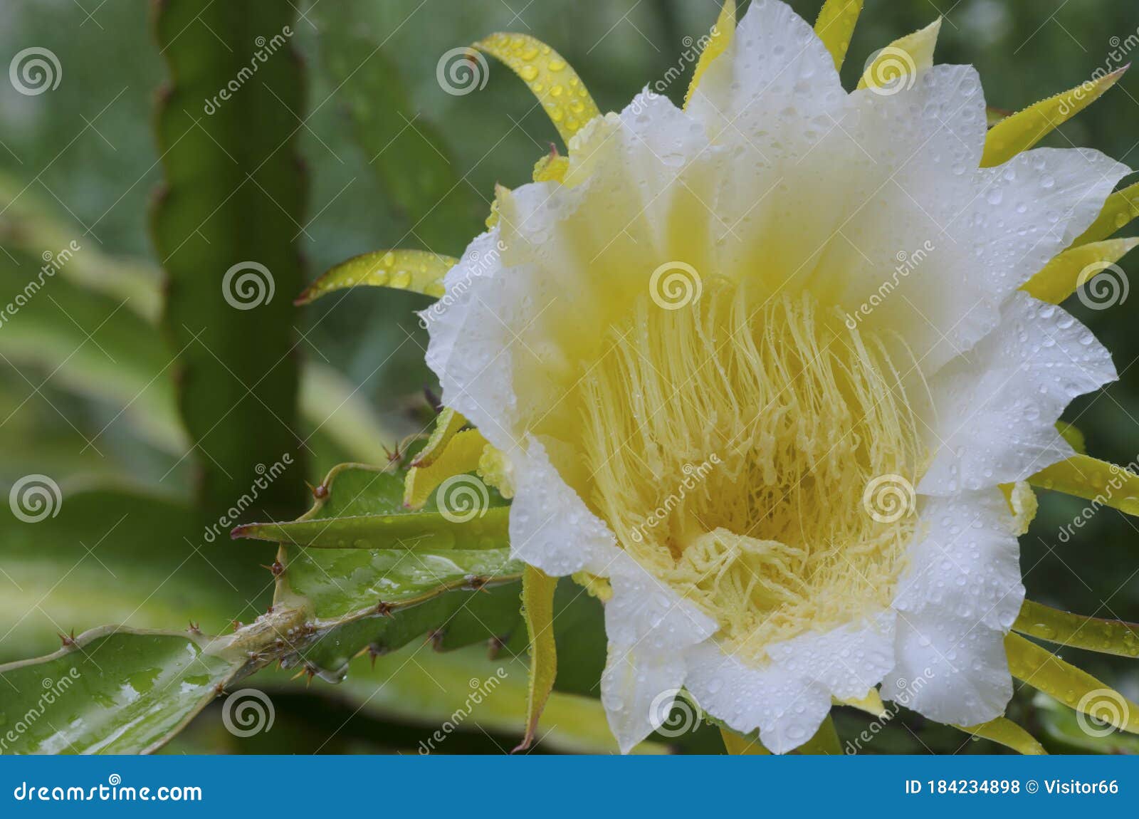 Dragon flower stock photo. Image of natural, environment - 184234898