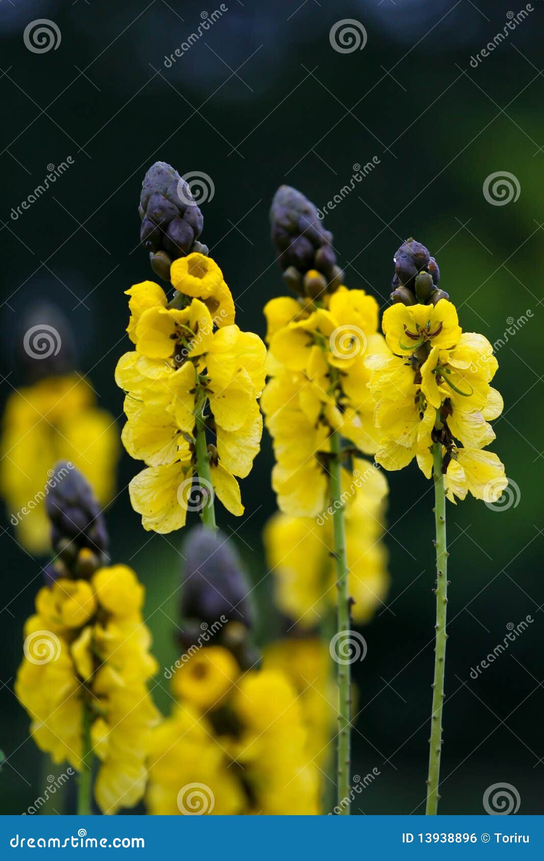 Dragon flowers stock photo. Image of beautiful, leaf - 13938896