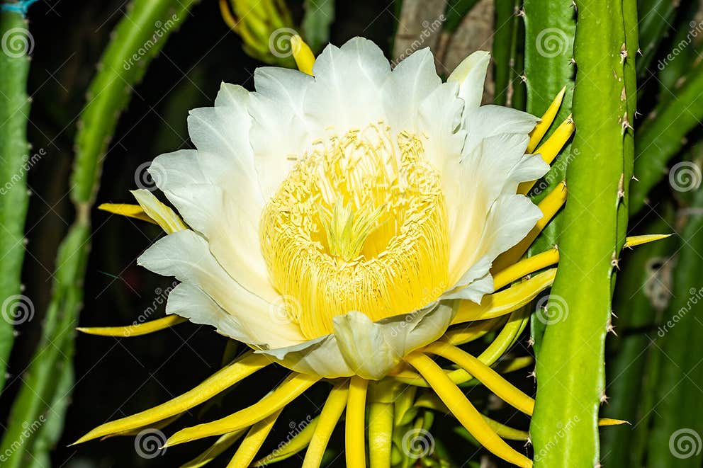 Dragon Flowers Open for 1 Night, Some Flowers are Larger Stock Photo ...