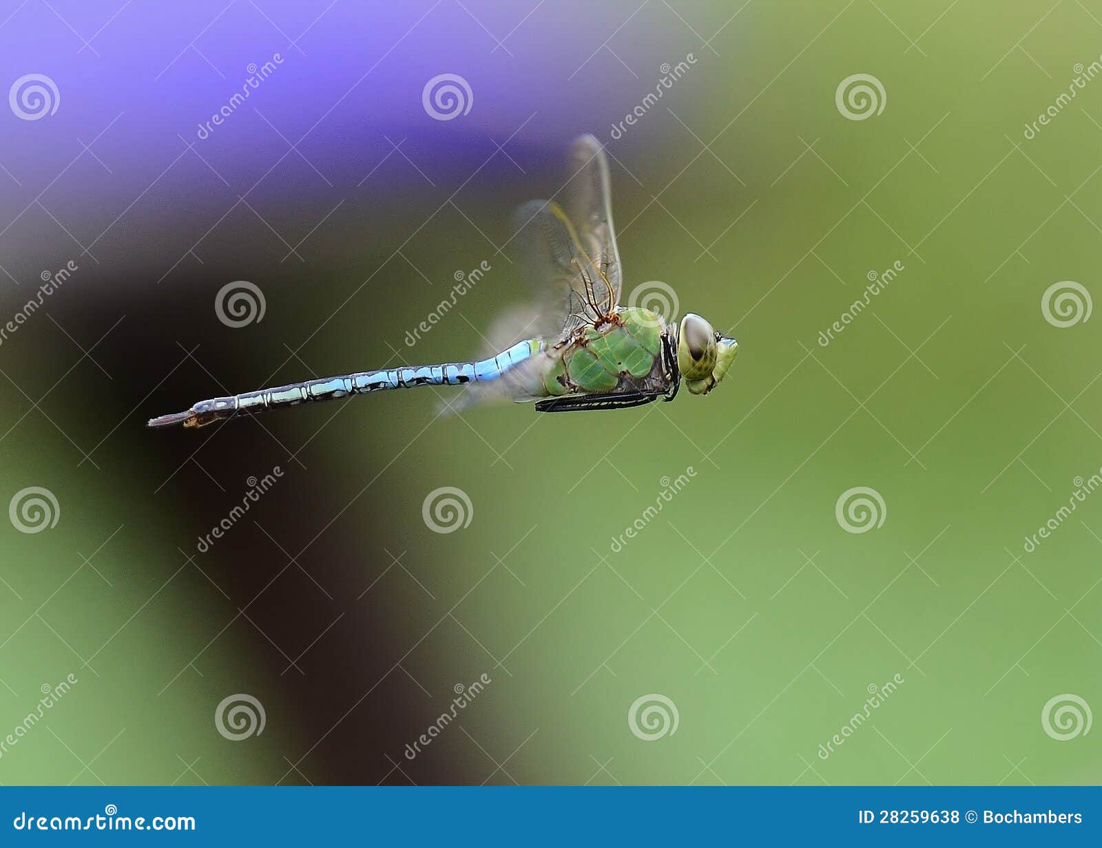 Dragon Fly 1 stock photo. Image of dragonfly, hovering - 28259638