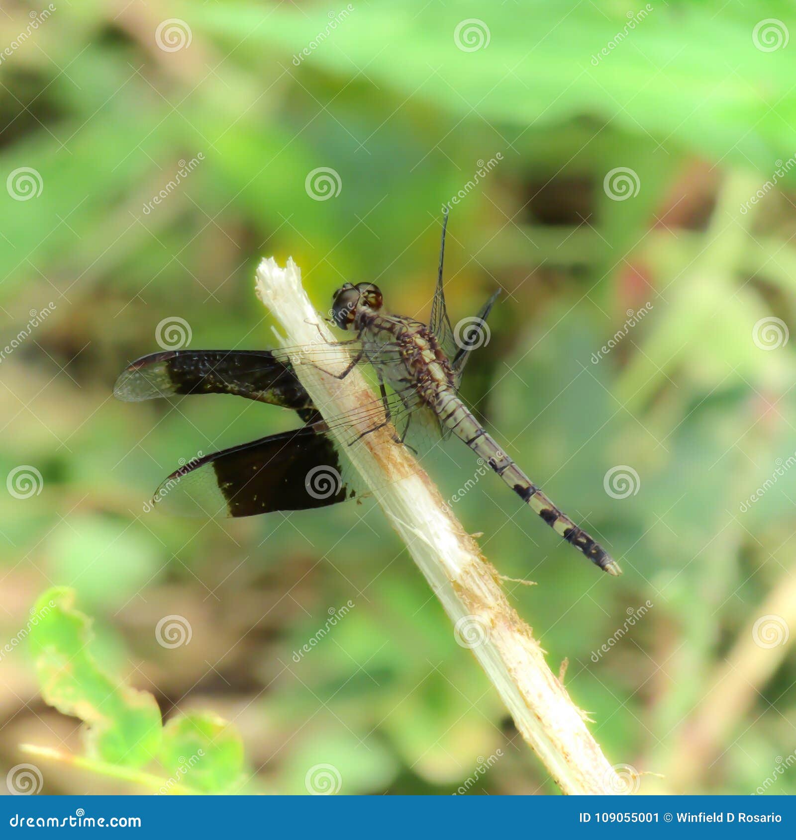 Dragon Fly imagen de archivo. Imagen de negro, verde - 109055001