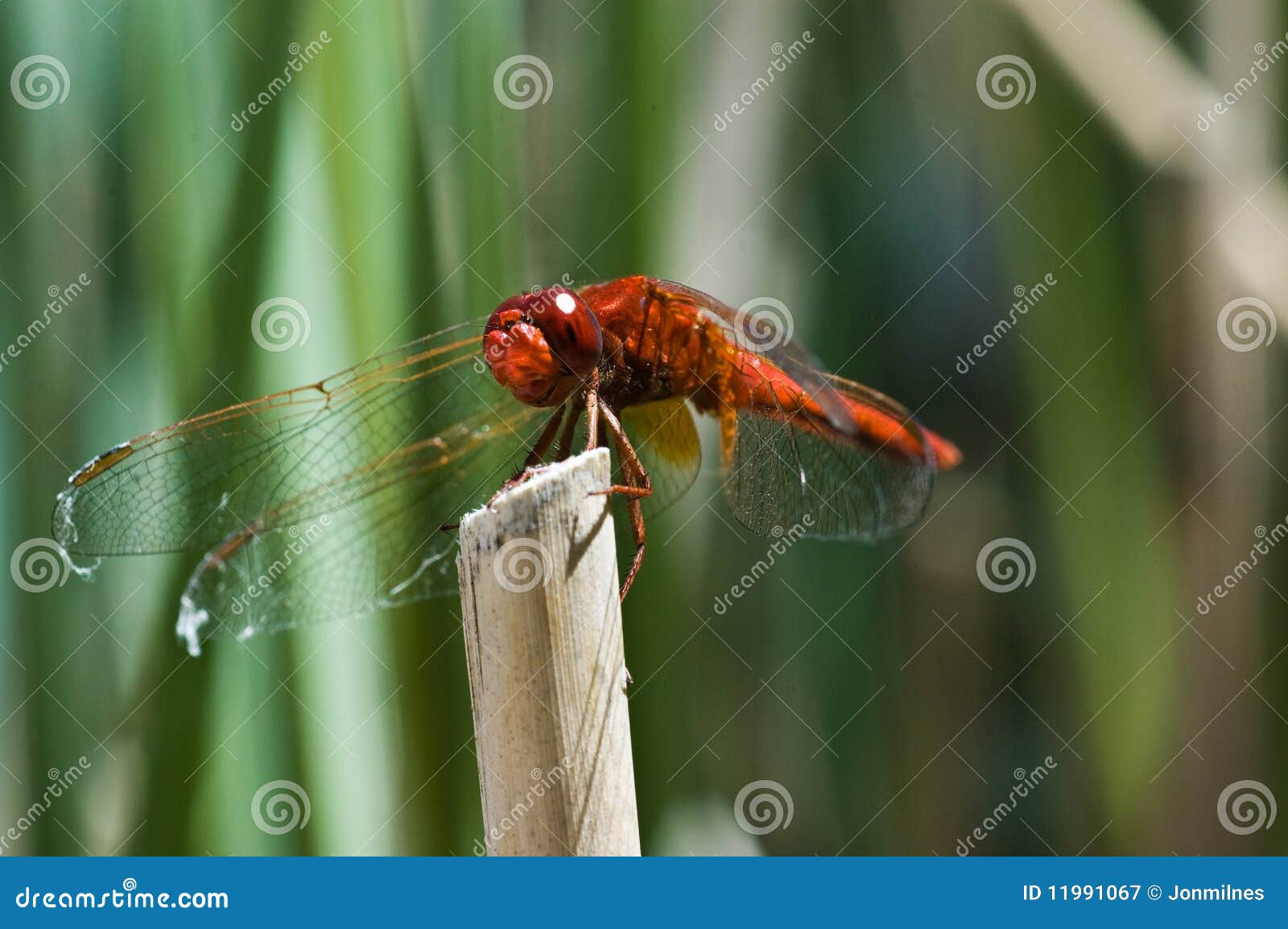 Dragon fly stock image. Image of waldon, brain, wildlife - 11991067