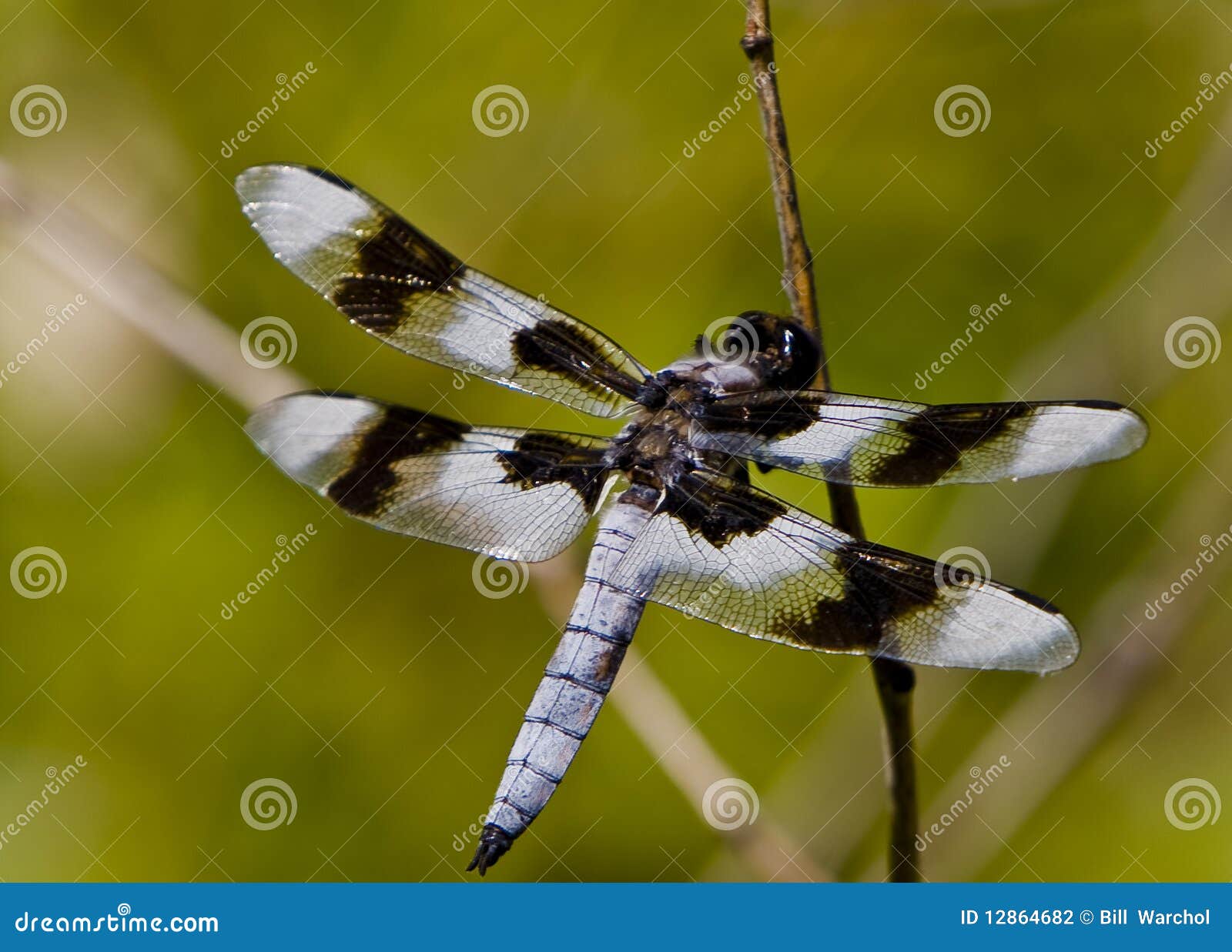 Dragon Fly stock photo. Image of dragonfly, dragon, worms - 12864682