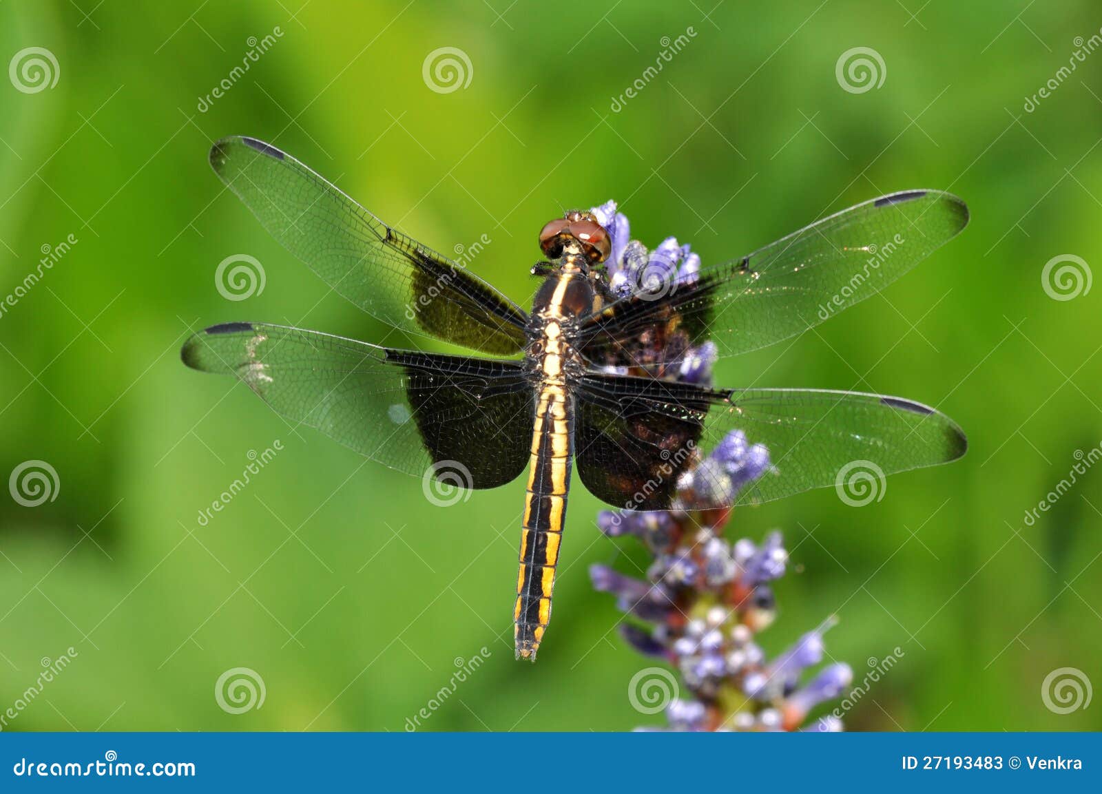 Dragon fly stock image. Image of garden, animal, flower - 27193483