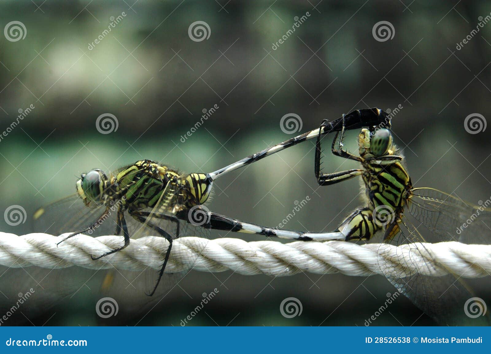Dragon Fly stock photo. Image of dragon, intimate, intimacy - 28526538