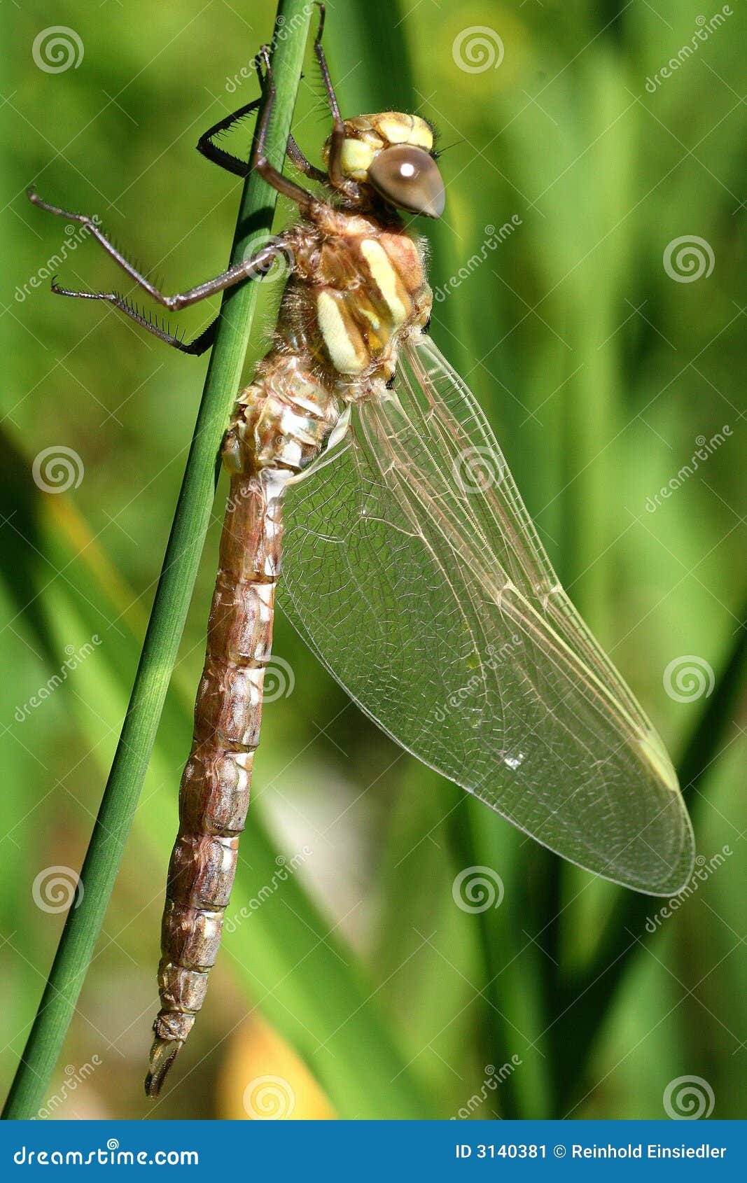 140 Dragon Fly Larva Stock Photos - Free & Royalty-Free Stock Photos ...