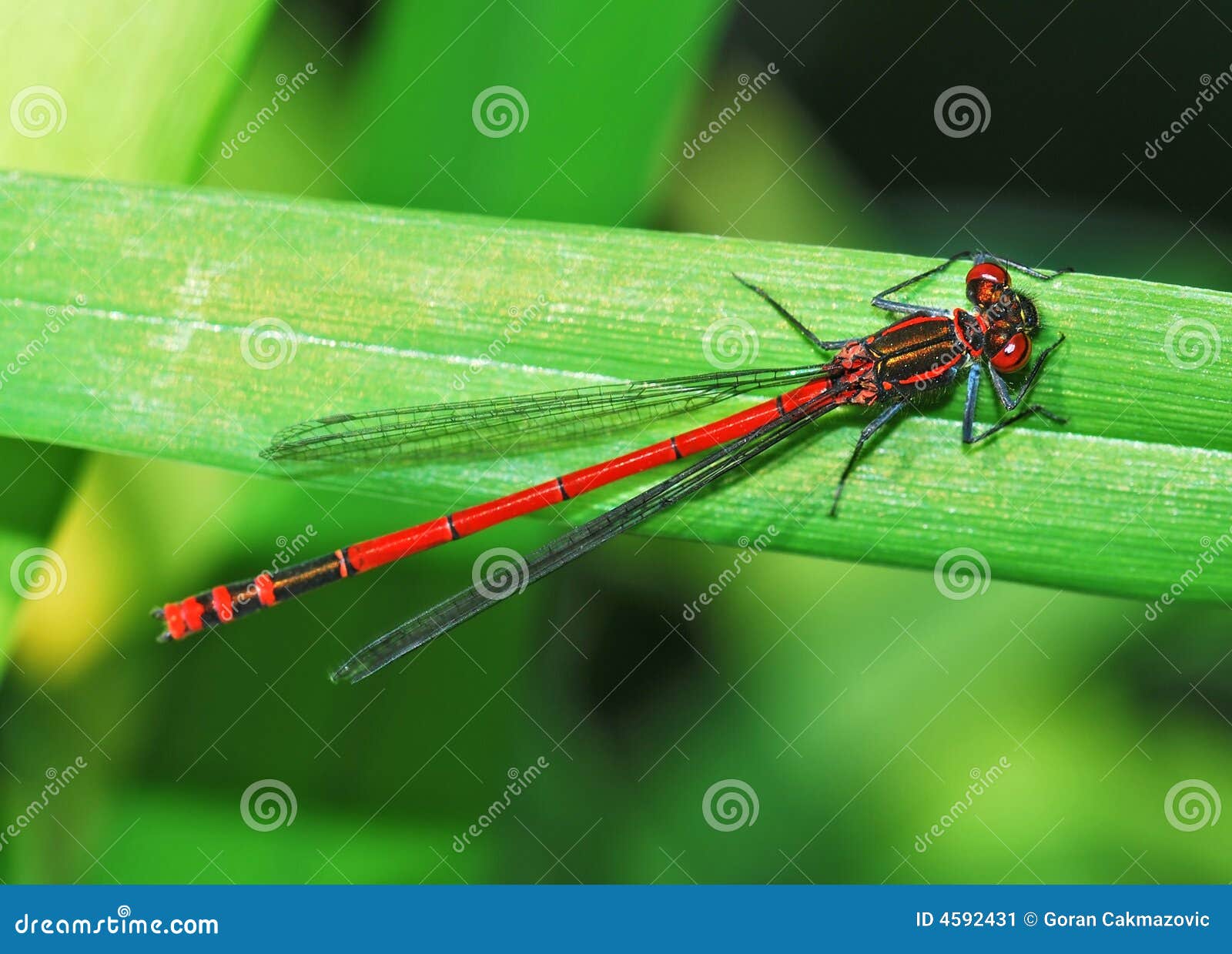 Dragon fly stock image. Image of macro, flight, breed - 4592431