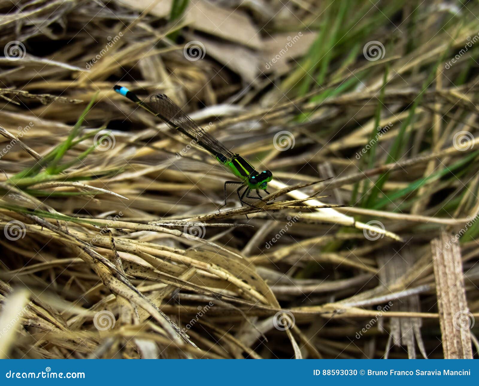 Dragon-fly Close Up stock photo. Image of flying, resting - 88593030