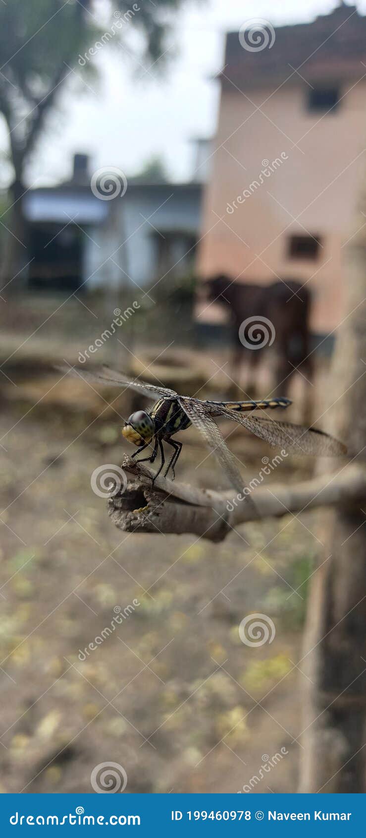 Dragon Fly Monsoon Rain Agriculture Stock Photos - Free & Royalty-Free ...