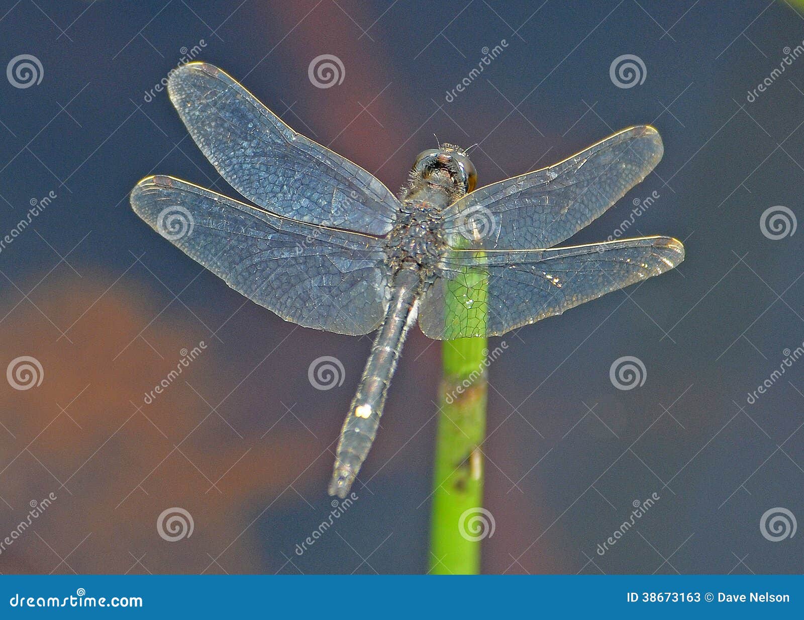 Dragonfly stock image. Image of perched, water, background - 38673163