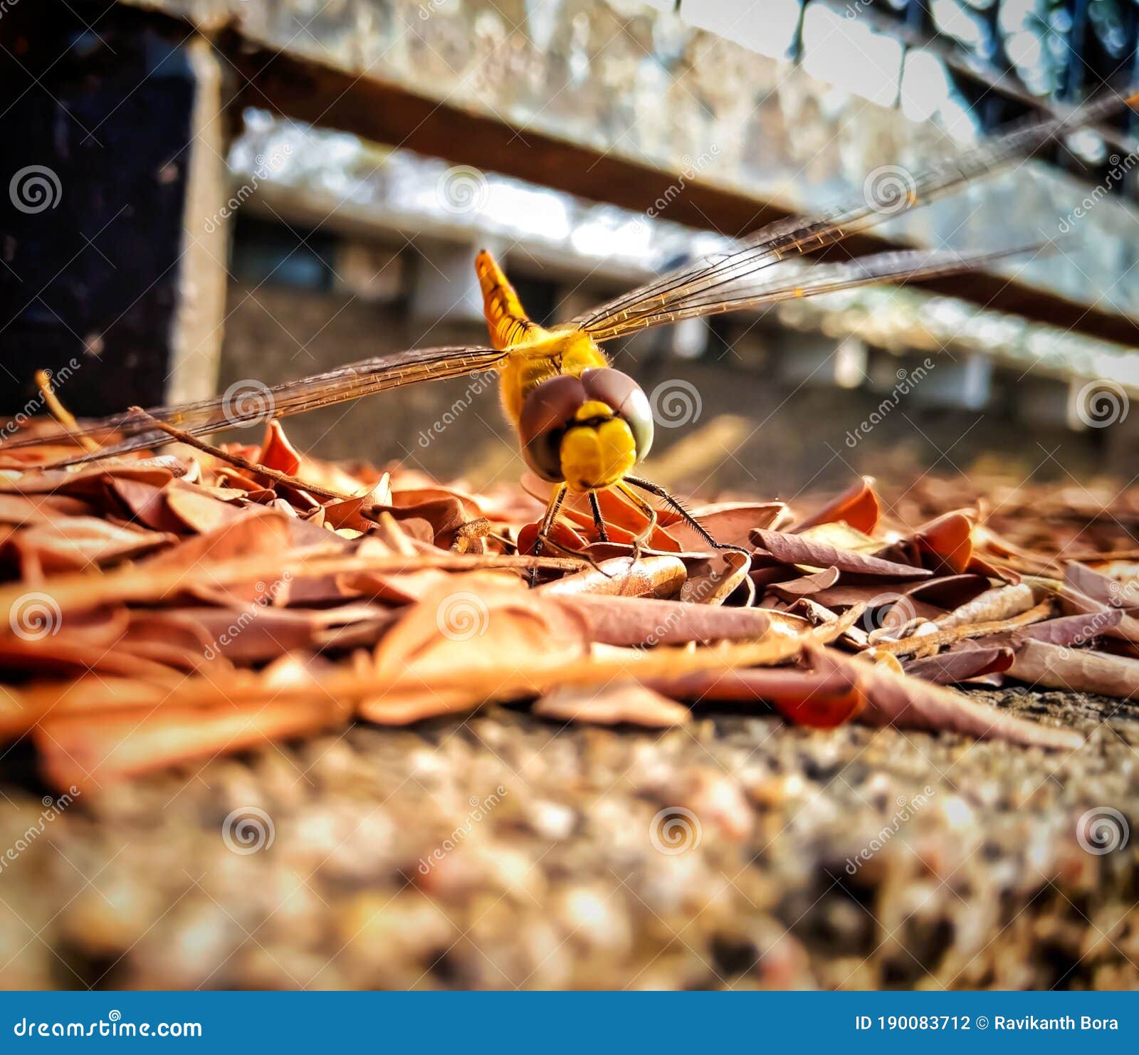 Dragon Fly in a Dry Grass Fields Stock Photo - Image of environment ...