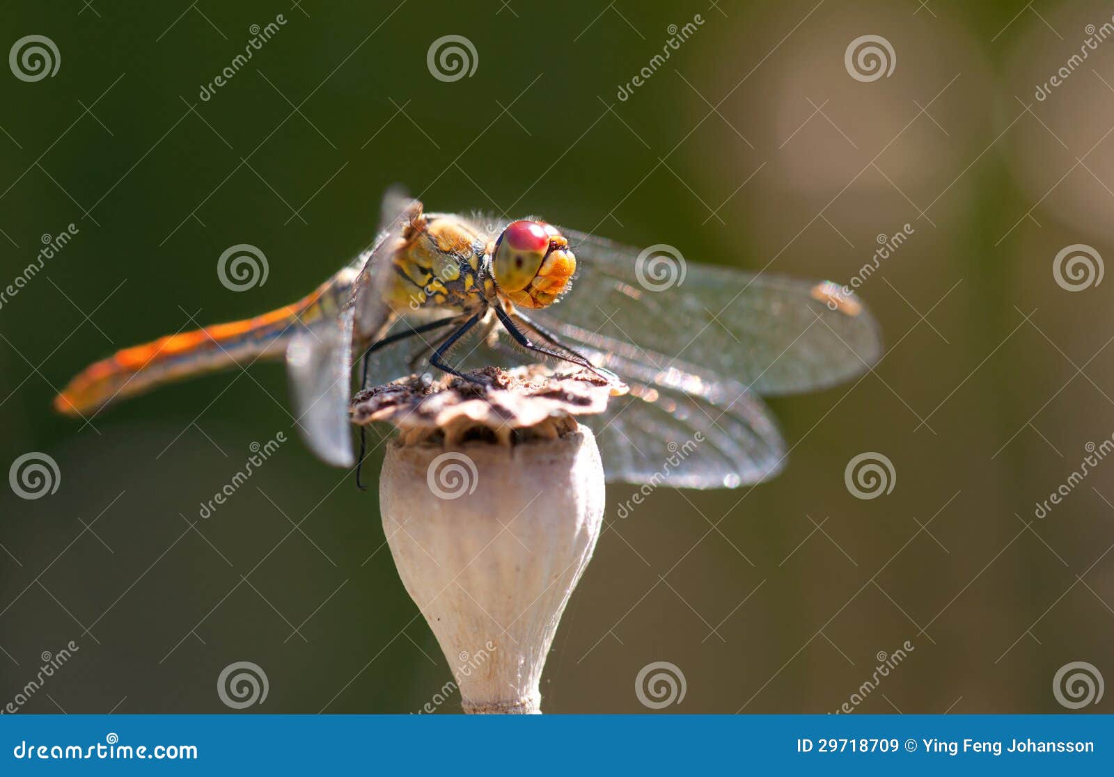 Dragon fly stock image. Image of flower, poppy, insect - 29718709