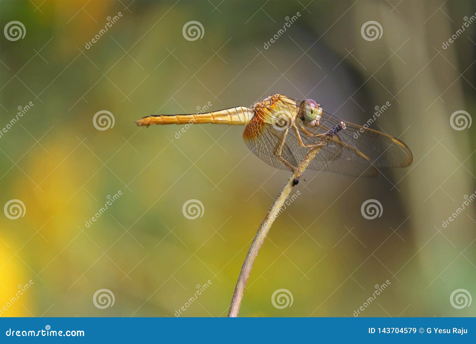 Dragon Fly on Drystick from the Nature World Stock Image - Image of ...
