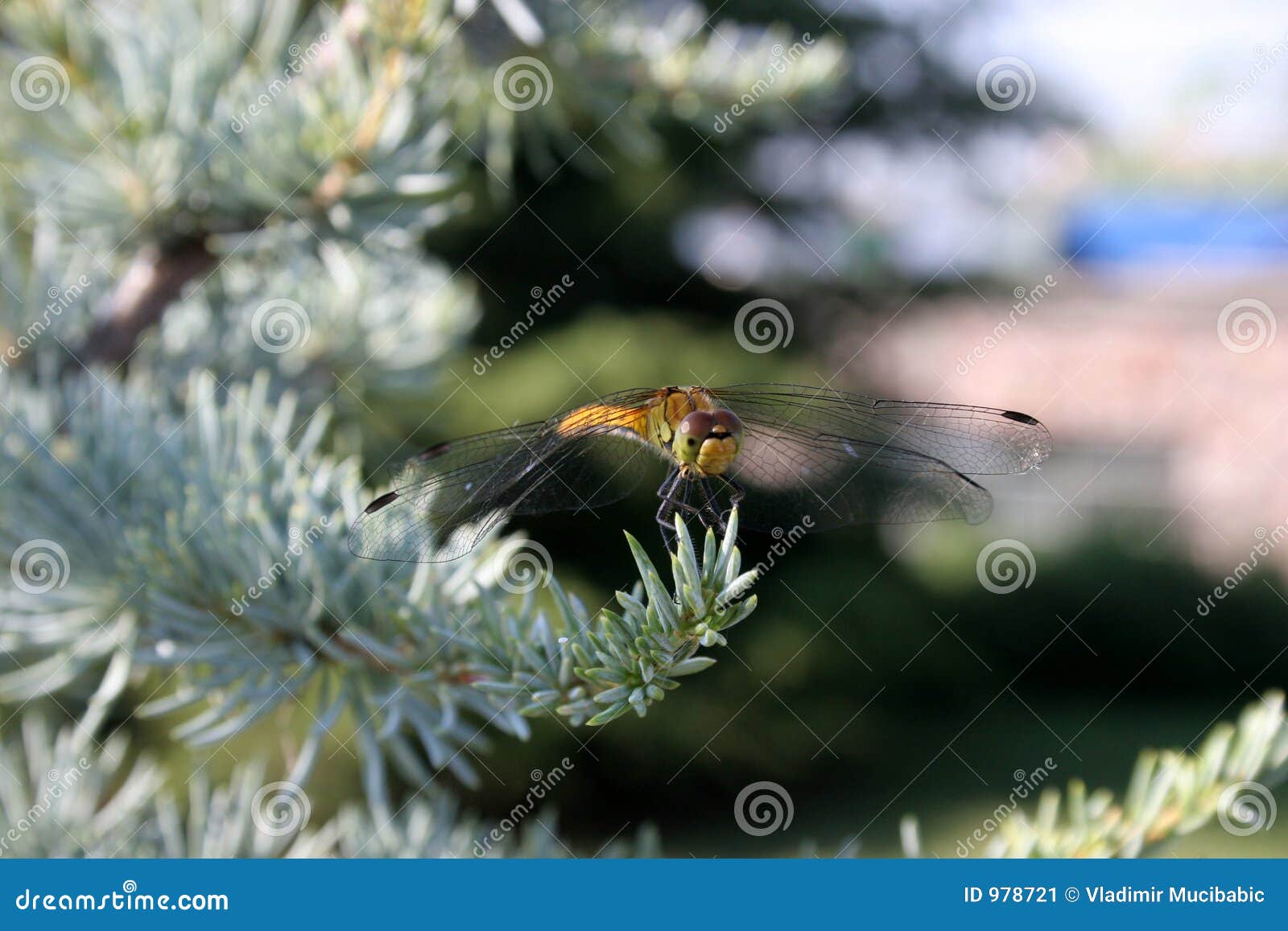 Dragon Fly Eat Silver Cedar Stock Image - Image of branch, insect: 978721