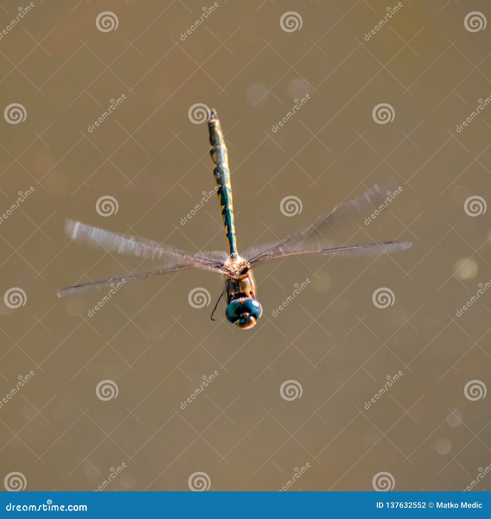 Dragon fly in flight stock photo. Image of insecta, background - 137632552