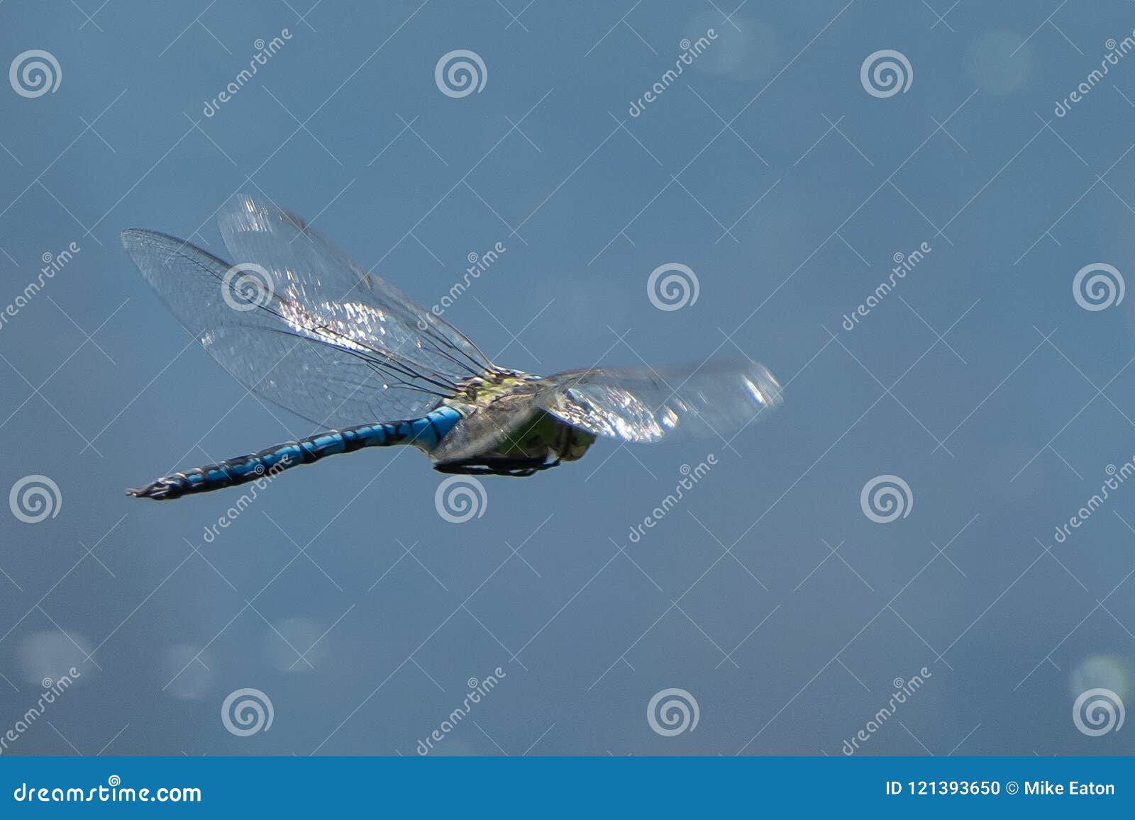 Dragon fly in flight stock photo. Image of isolated - 121393650
