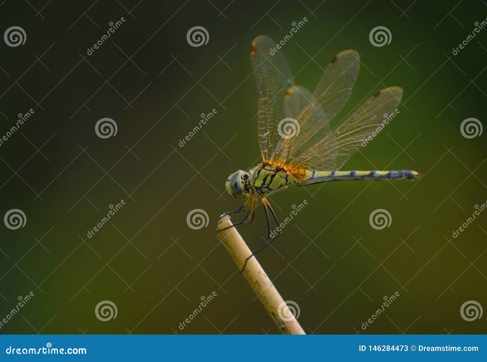 Dragon Fly in a frame stock image. Image of nikon, dragon - 146284473