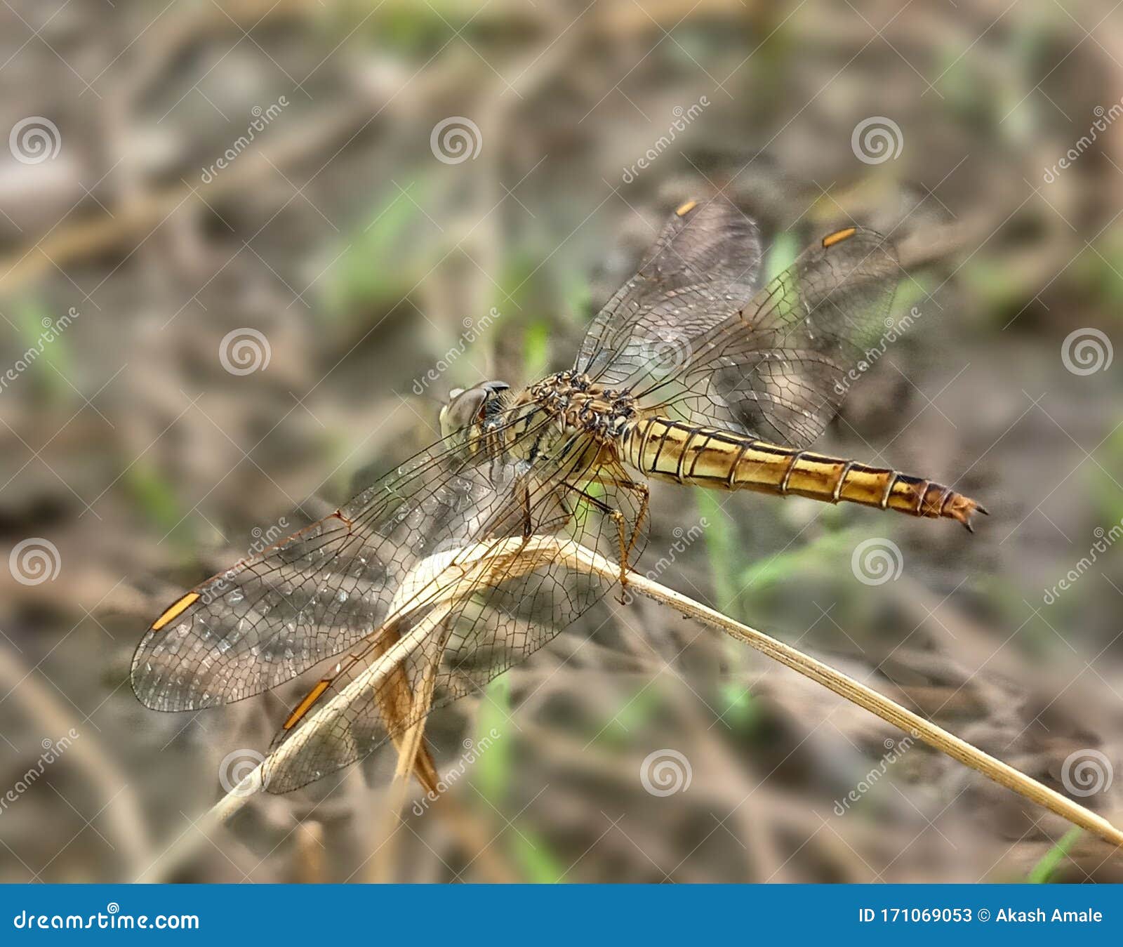 Dragonfly Golden Colour, Arial Hunter, Devil`s Arrow, Suborder ...