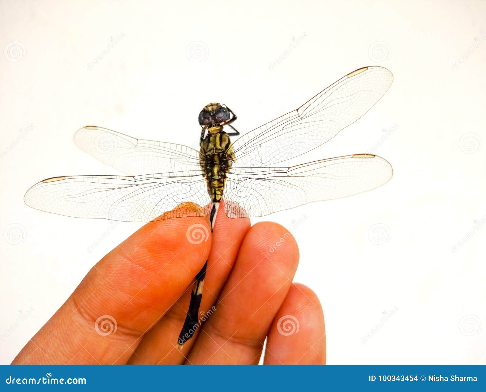 Dragon fly on hand stock photo. Image of dragonfly, hand - 100343454
