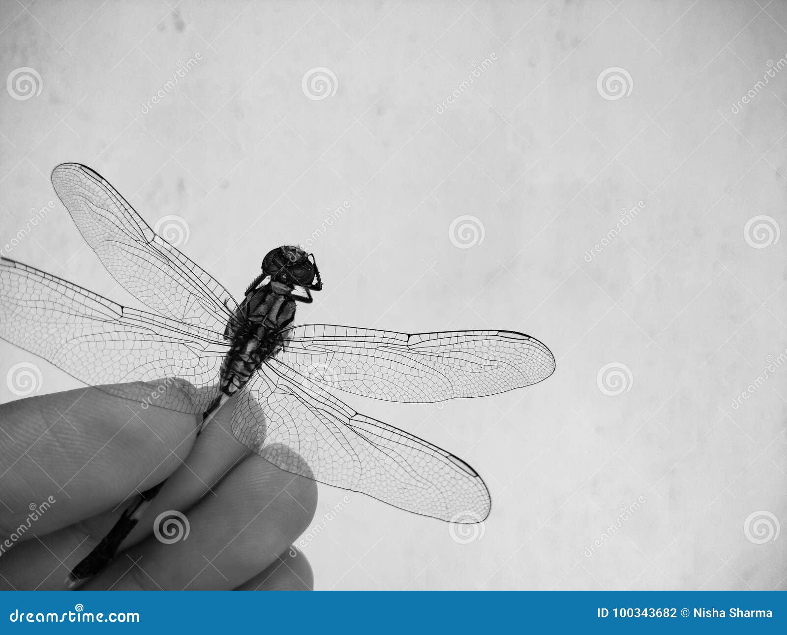 Dragon fly on hand stock photo. Image of wing, monochrome - 100343682