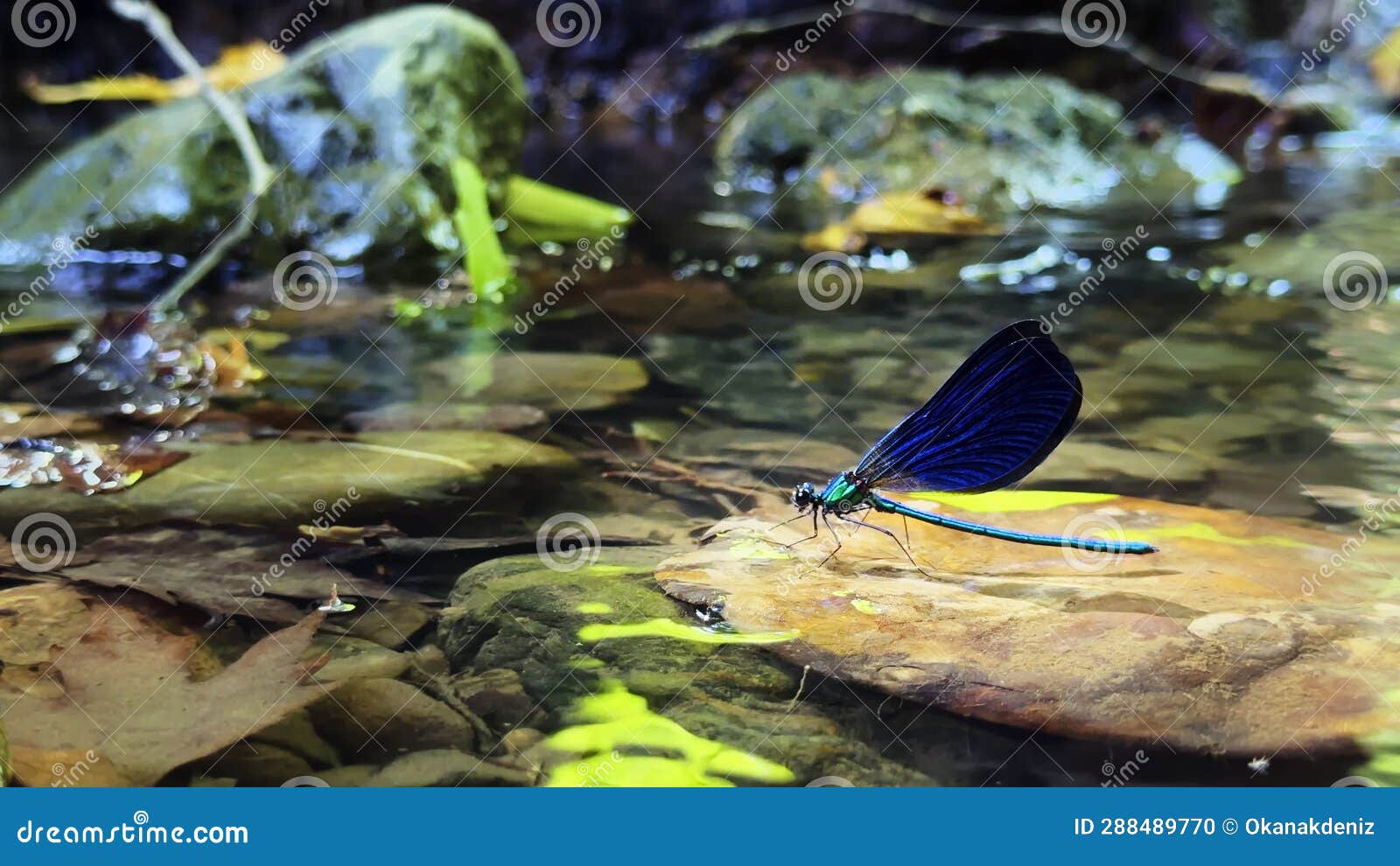 Dragon Fly Helicopter Bug in River Stock Footage - Video of lake ...