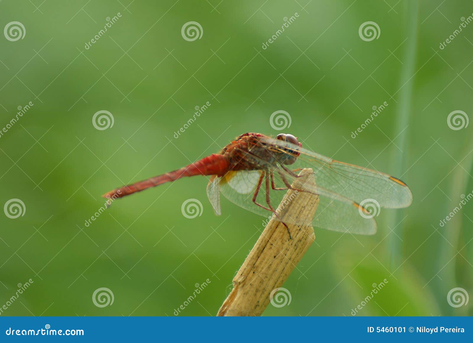 Dragon Fly Indian Species Picture. Image: 5460101