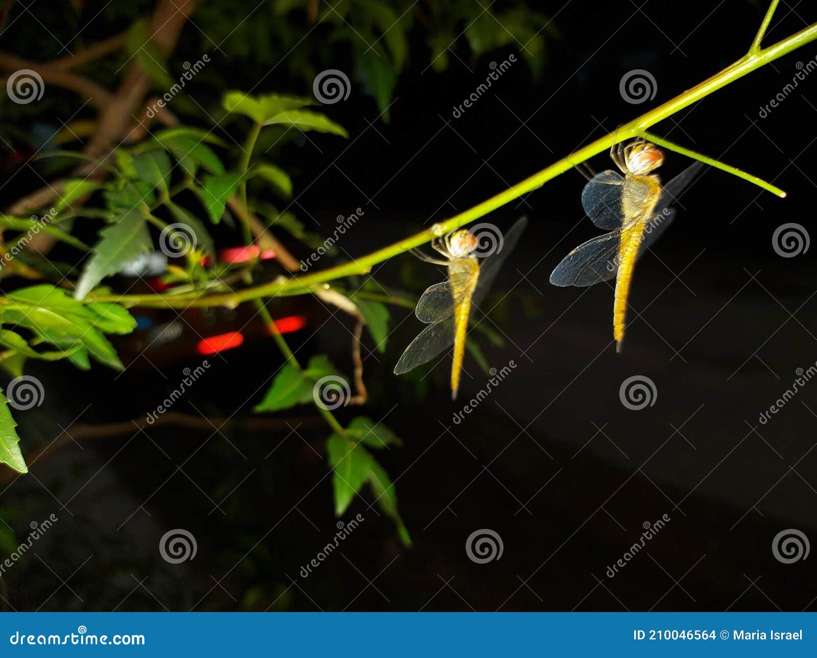 Dragon Fly Insects at Night Stock Photo - Image of darkness, green ...