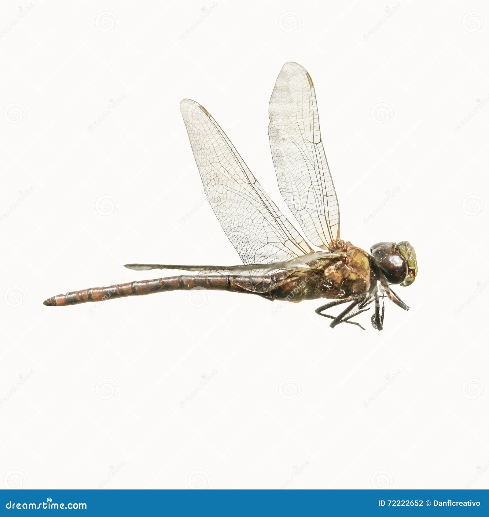 Dragon-Fly Isolated stock photo. Image of nature, green - 72222652