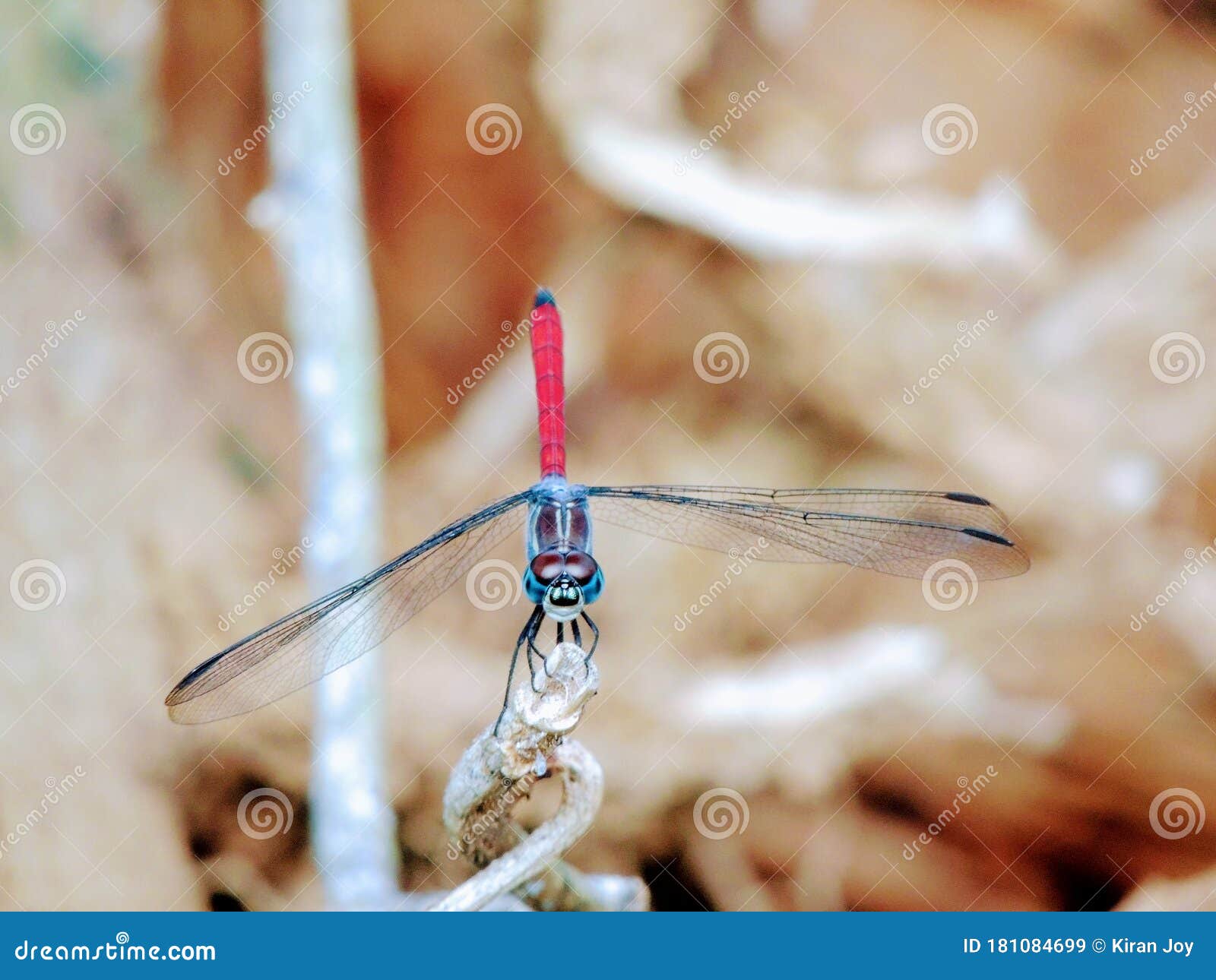 Dragon fly landing stock image. Image of stretched, landing - 181084699