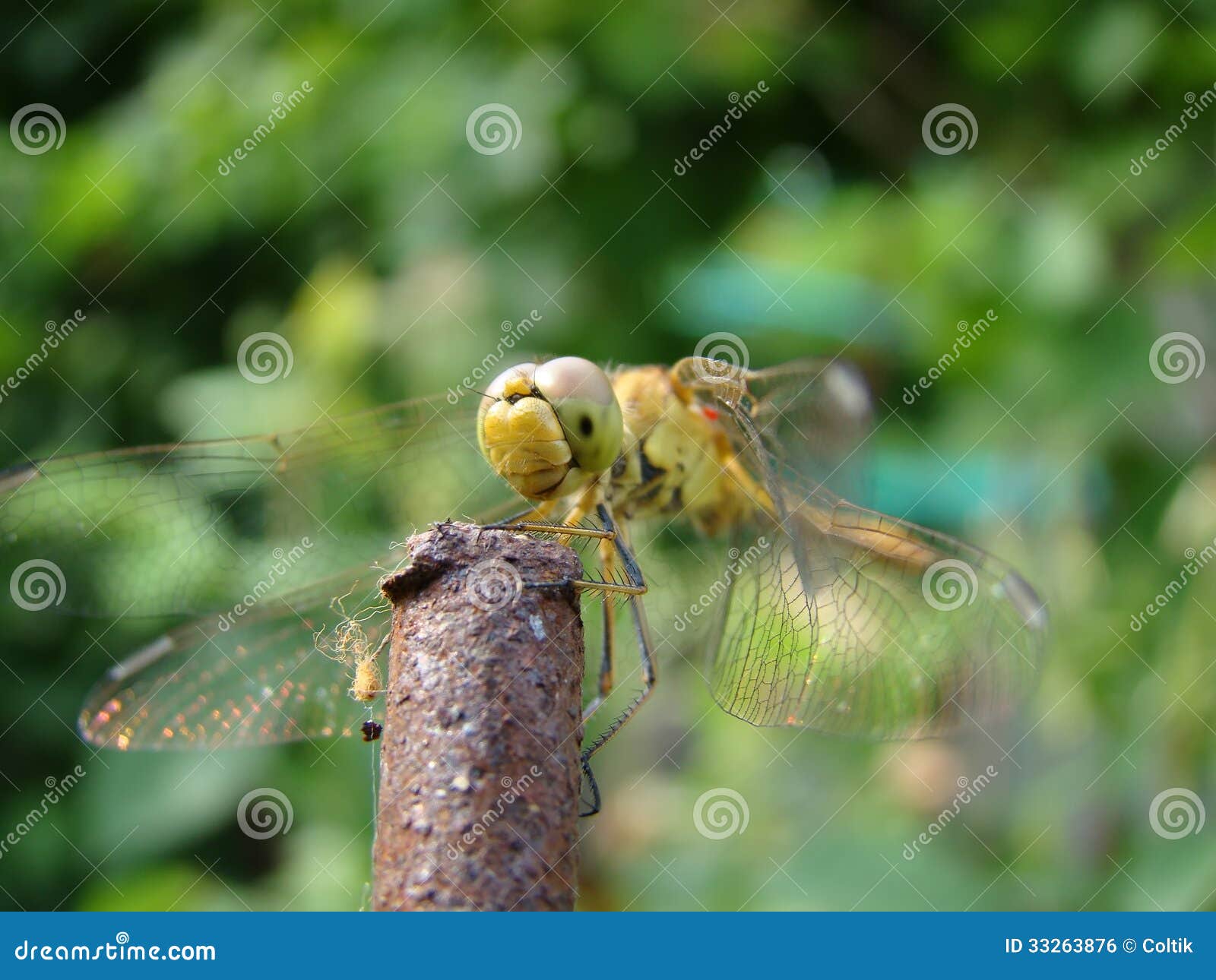 A Dragon-fly Looking in a Camera Stock Photo - Image of zoology, legs ...