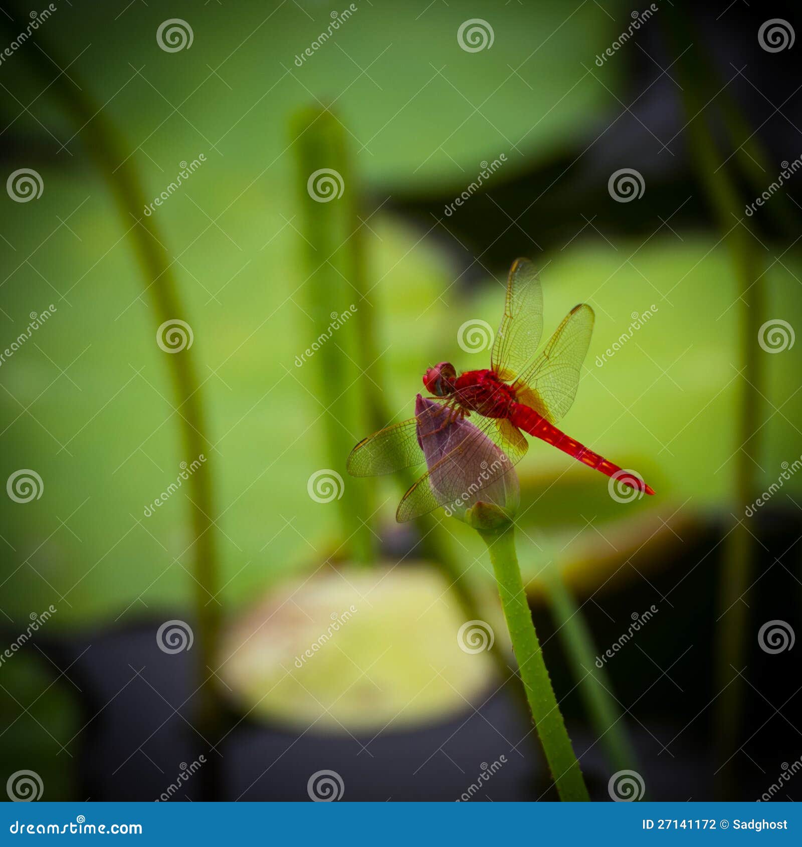 Dragon fly on lotus stock photo. Image of telephoto, nature - 27141172