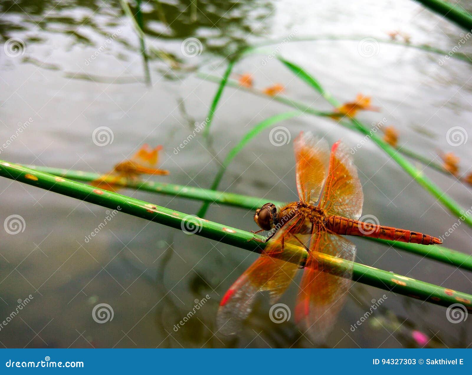 Dragon fly stock image. Image of muradeshwara, dragonfly - 94327303
