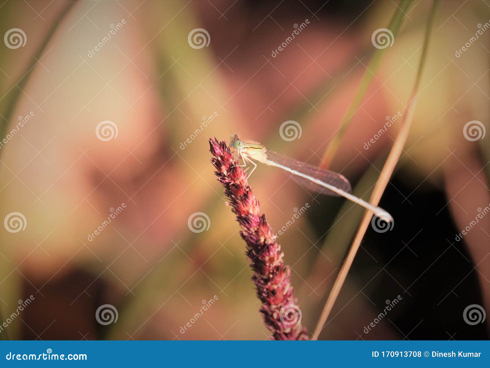Dragon Fly Open Wings , Dragonfly Insect Wings Stock Photo - Image of ...