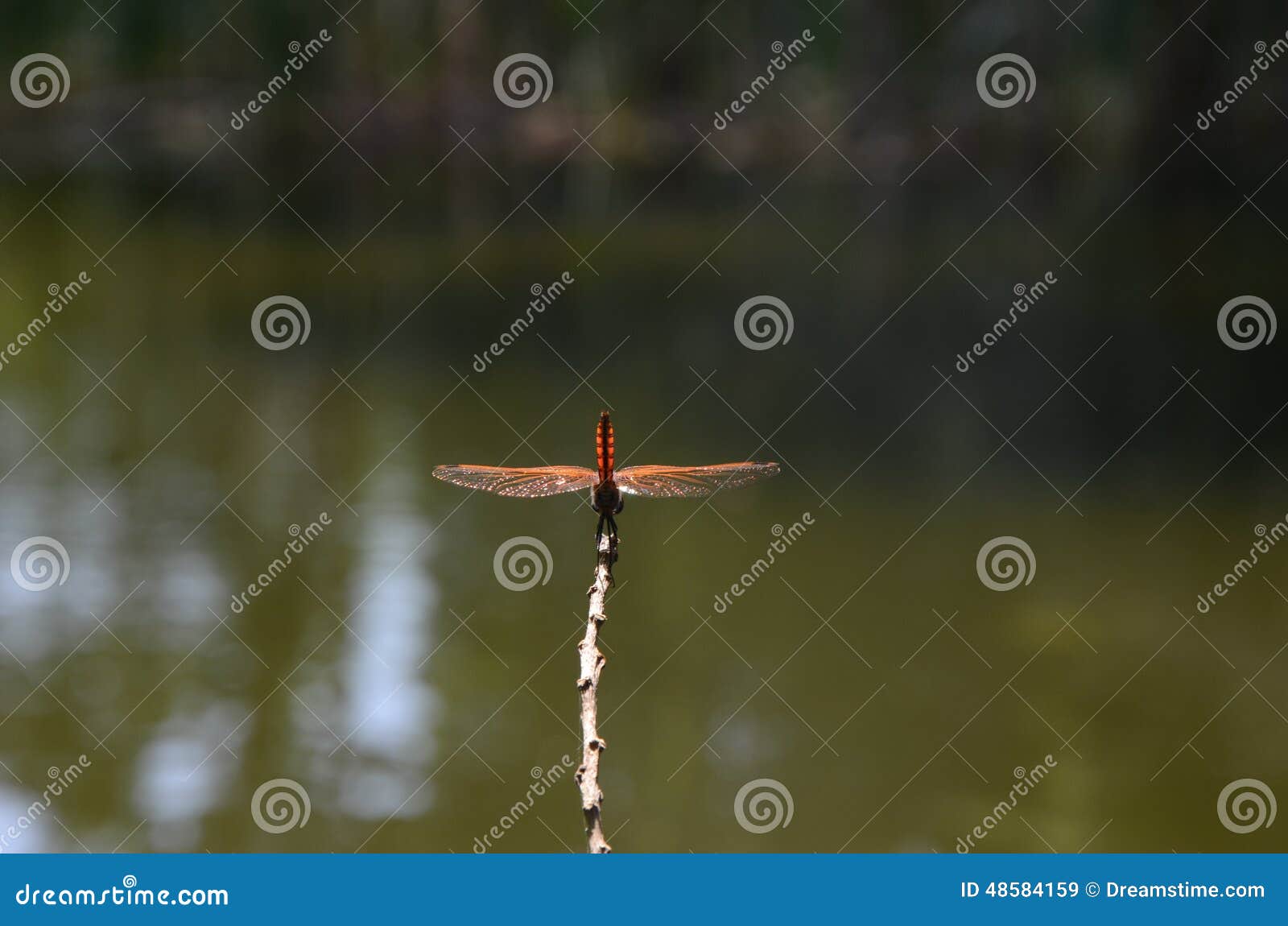 Dragon fly stock image. Image of amusement, wings, pond - 48584159