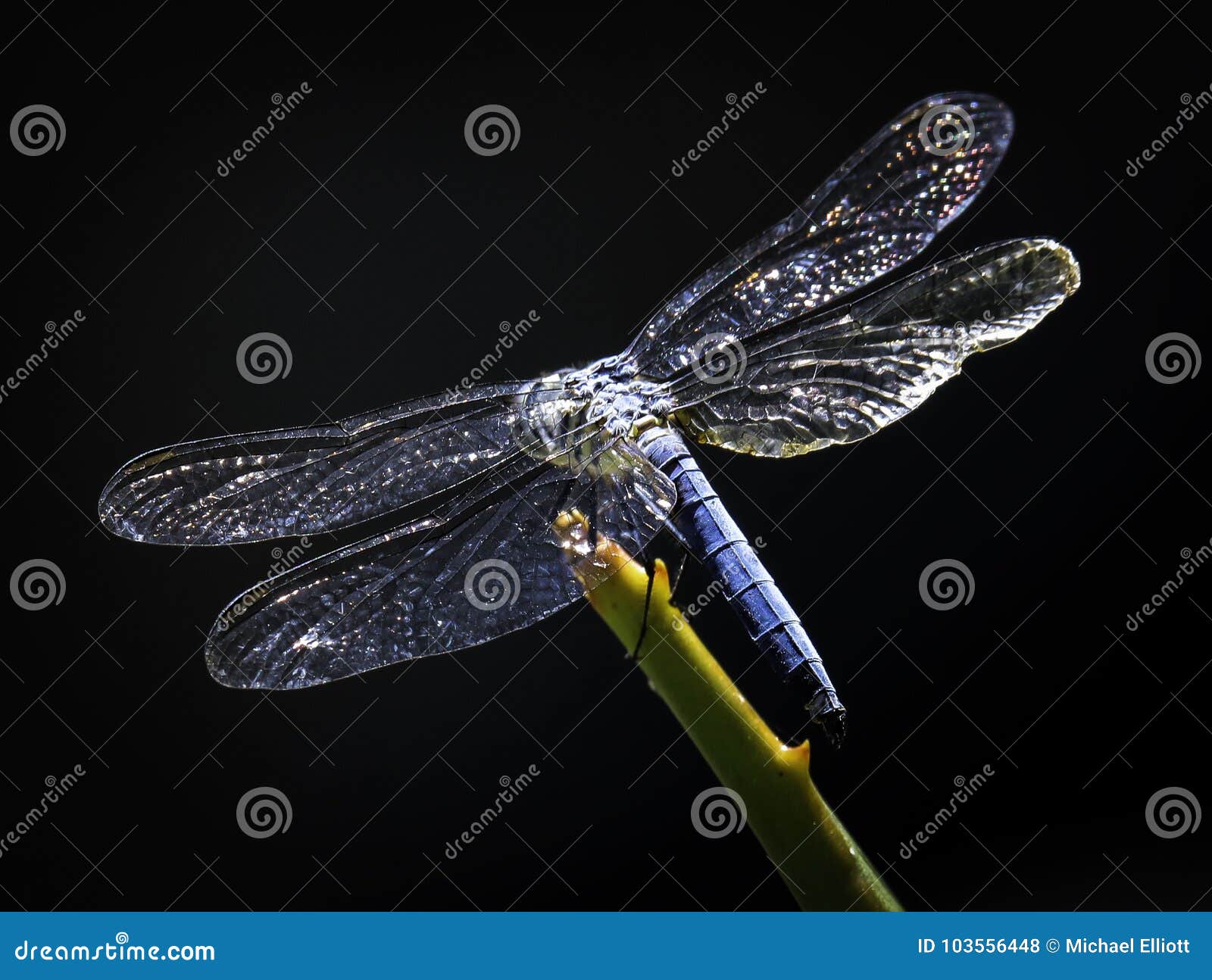 Dragon Fly Pose stock photo. Image of bush, dragon, fourwinged - 103556448