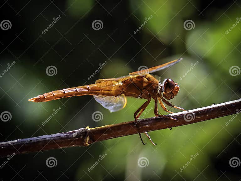 Dragon Fly Pose stock photo. Image of color, colorful - 103556914